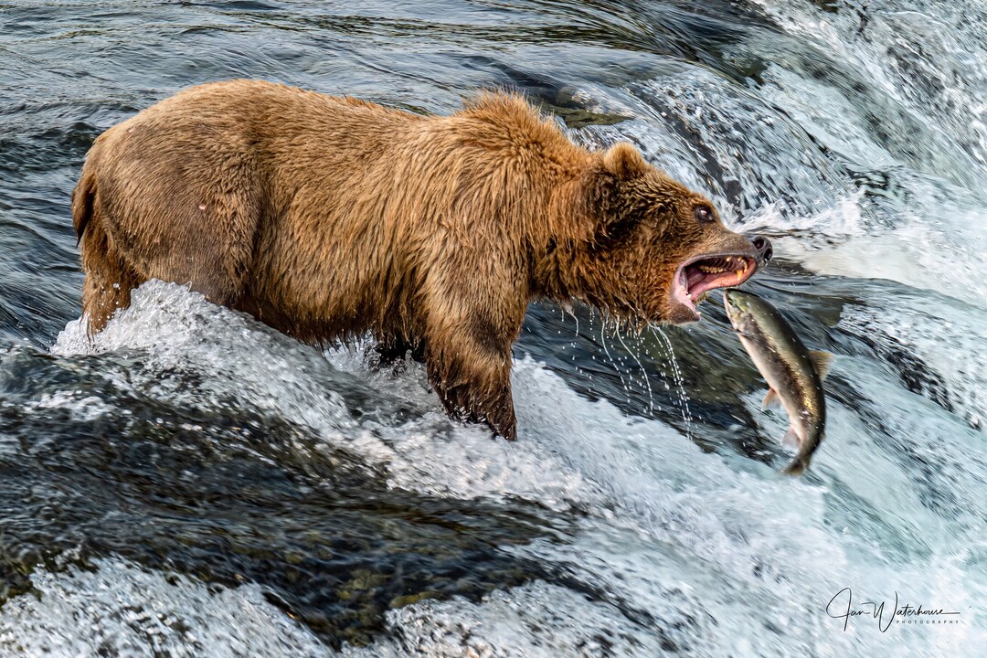 Bear Catching Fish Fine Art Photo - Etsy
