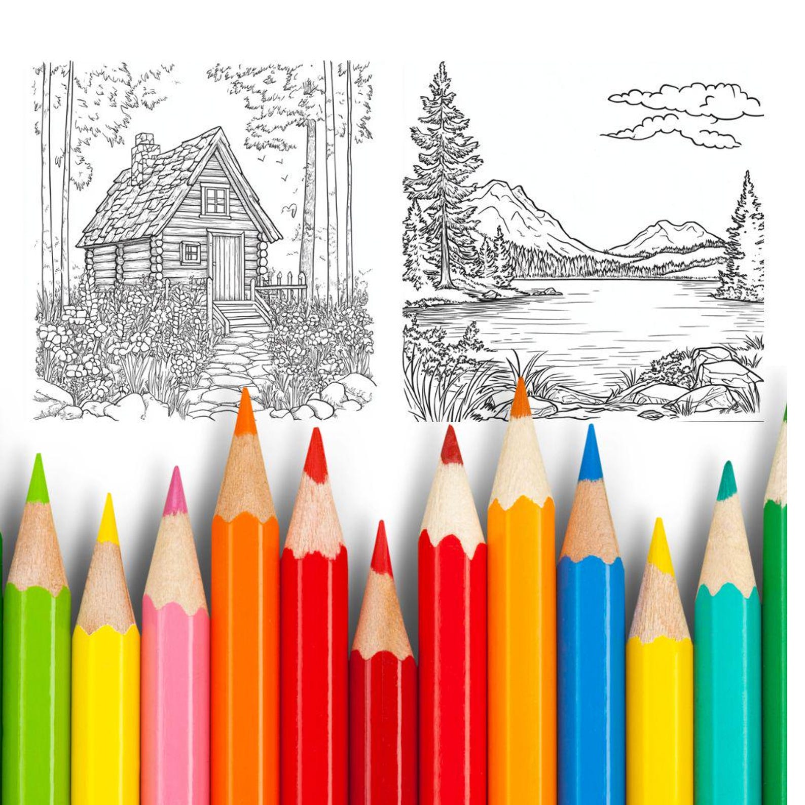 A Walk in the Woods Coloring Sheets - Etsy
