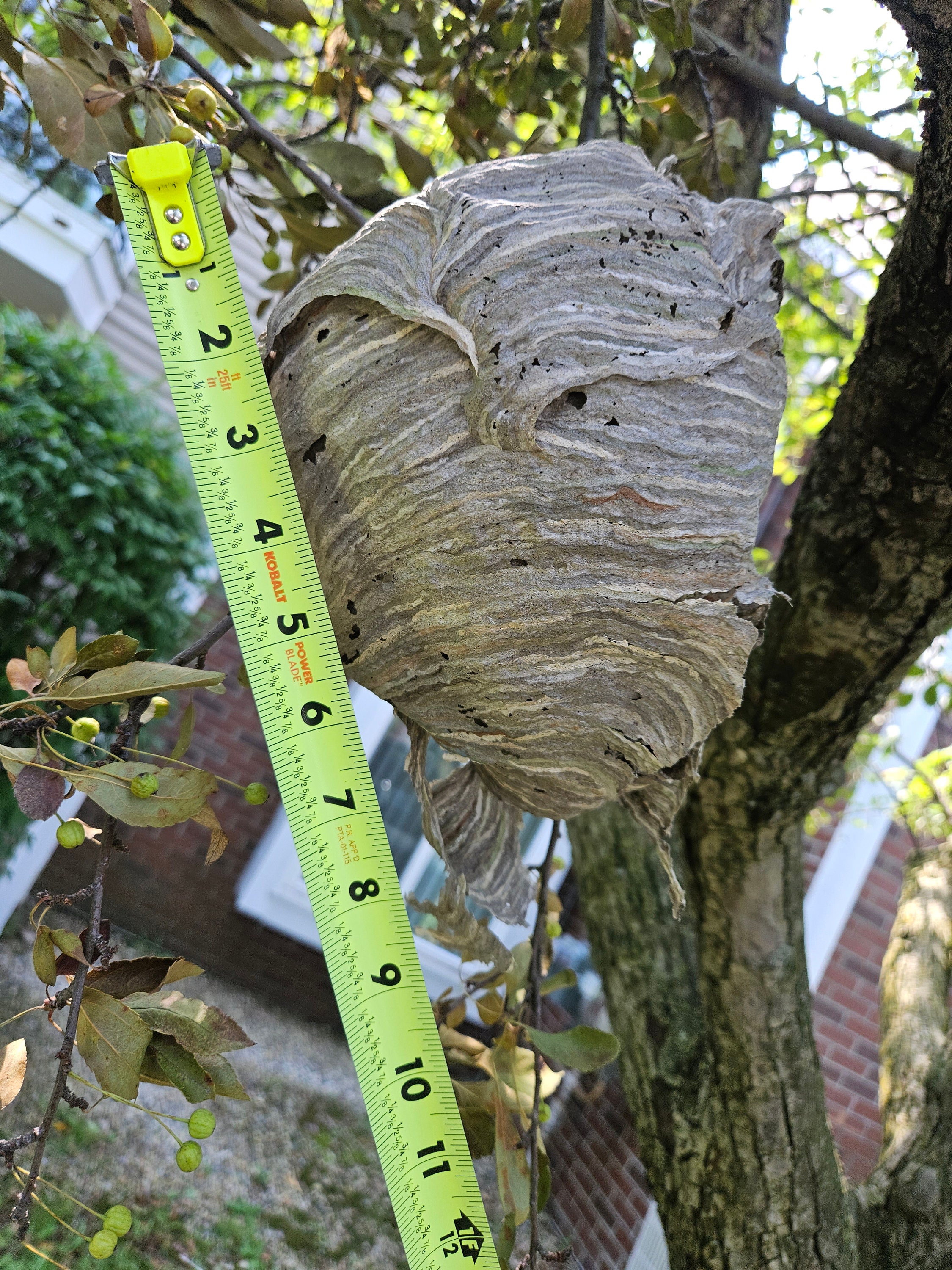 Large Paper Wasp Nest bald-faced Hornet whole - Etsy