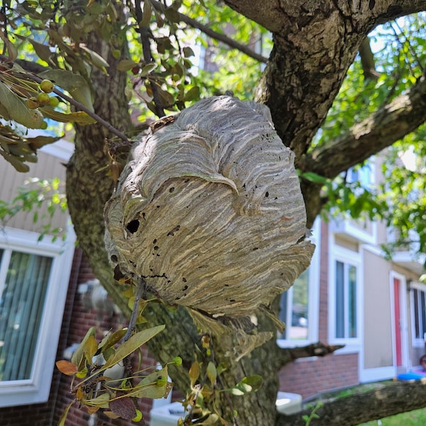 Crochet Wasp Nest - Etsy