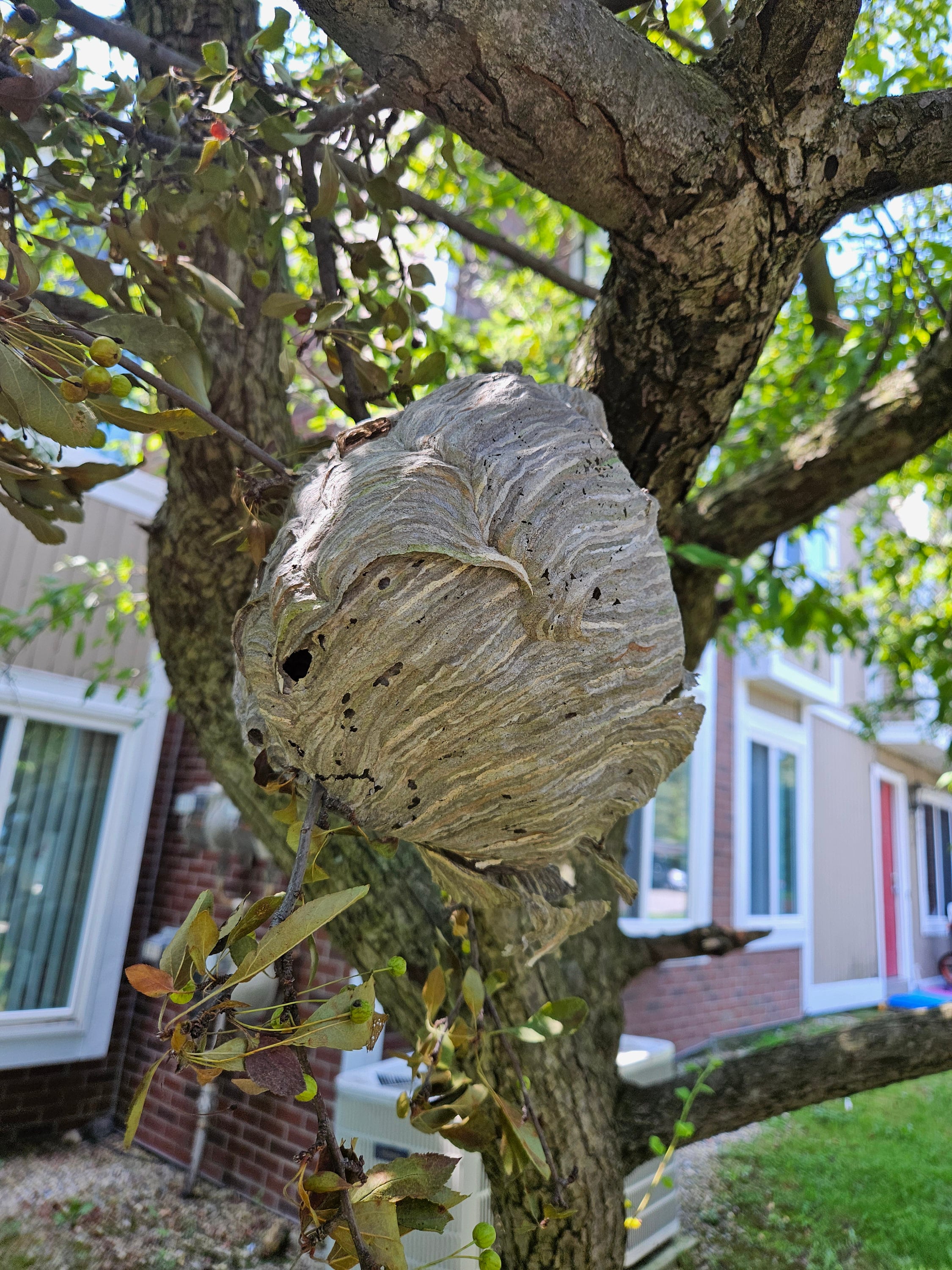 Huge Paper Wasp Nest