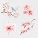Cherry Blossom Watercolor Clipart Png Bundle, Spring Clipart, Pink ...