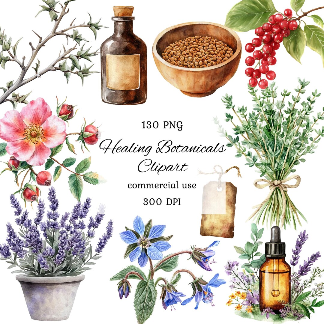 Watercolor Medicinal Herbs Clipart Png Bundle, Watercolor Herbs Clipart ...