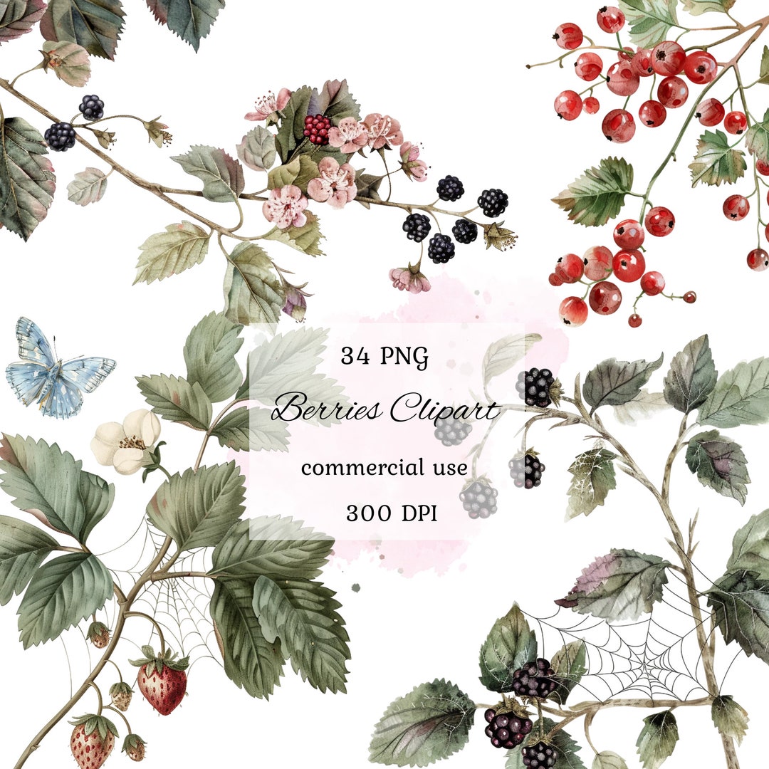 Berries Watercolor Clipart Png Bundle, Summer Berries, Berries Floral ...