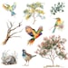 Watercolor Australian Birds Clipart Png Bundle, Australian Animals ...