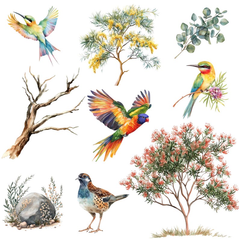 Watercolor Australian Birds Clipart Png Bundle, Australian Animals ...