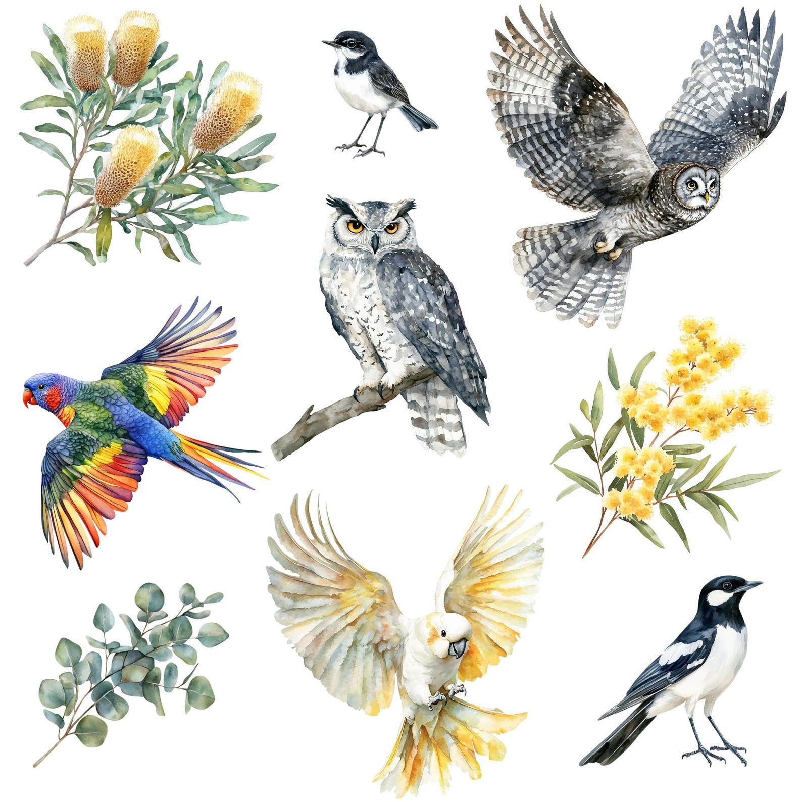 Watercolor Australian Birds Clipart Png Bundle, Australian Animals ...