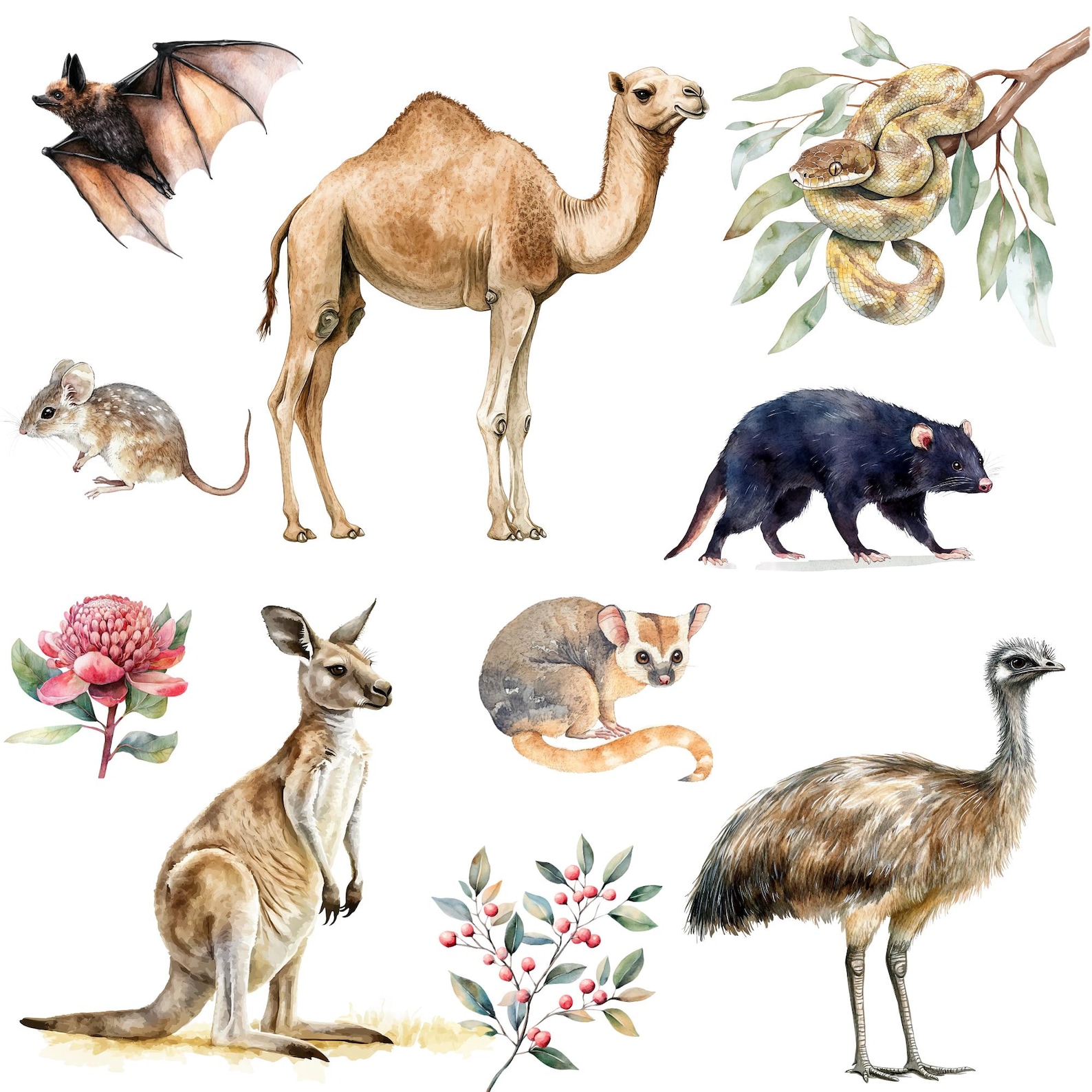 Watercolor Australian Animals Clipart Png Bundle, Cute Animals Clipart ...