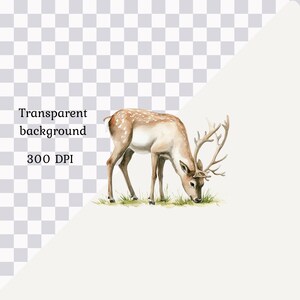 Watercolor Tundra Arctic Animals Clipart Png Bundle, Polar Animals ...
