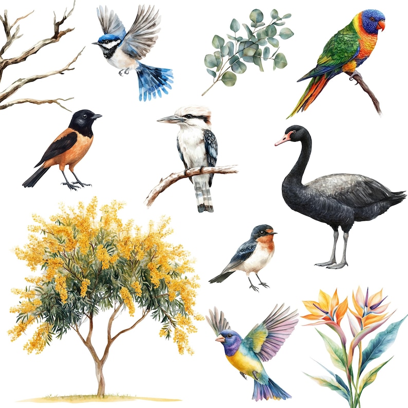 Watercolor Australian Birds Clipart Png Bundle, Australian Animals ...