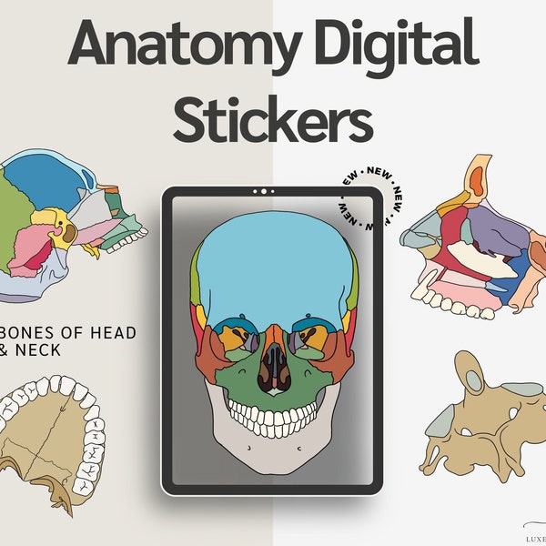 Human Anatomy Stickers - Etsy