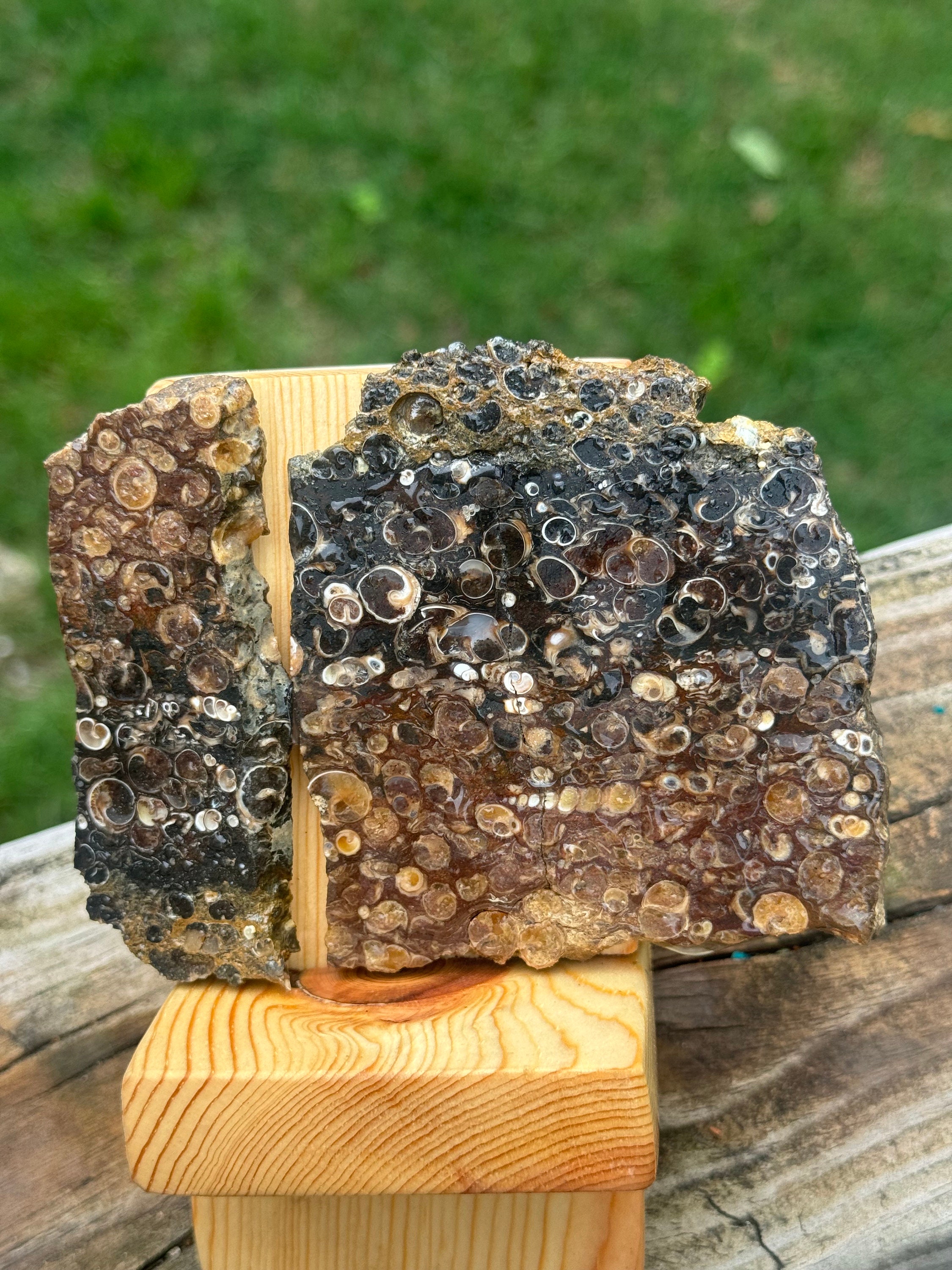 Turritella Agate rough, Unpolished, Specimen, Lapidary - Etsy