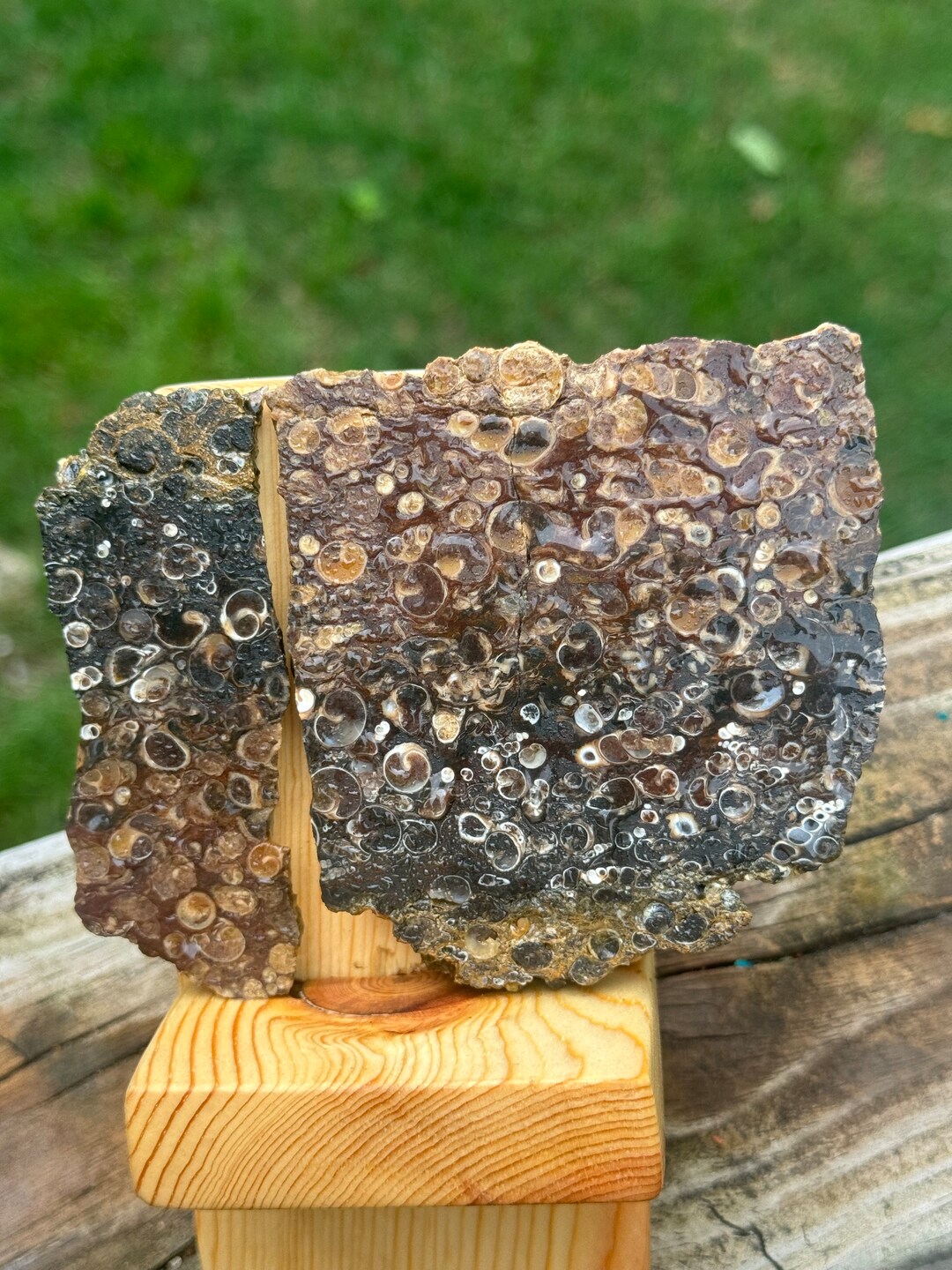 Turritella Agate (rough, Unpolished, Specimen, Lapidary) - Etsy