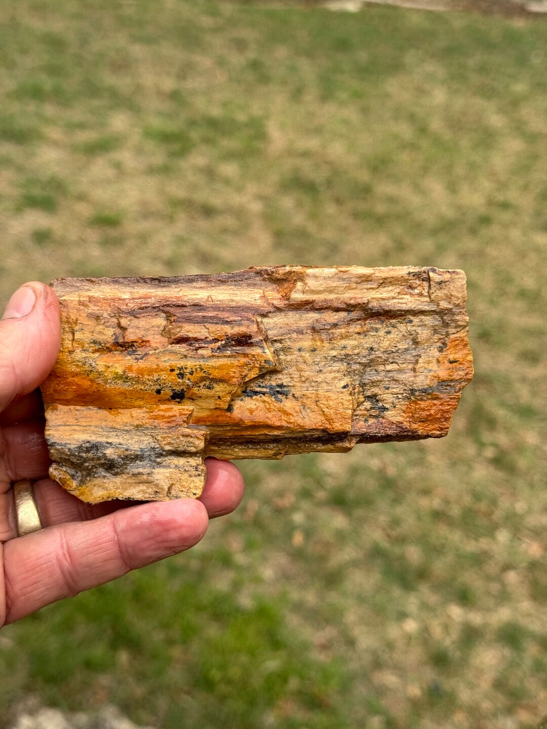 Petrified Wood/limb Cast (unfinished, Rough, Specimen) - Etsy