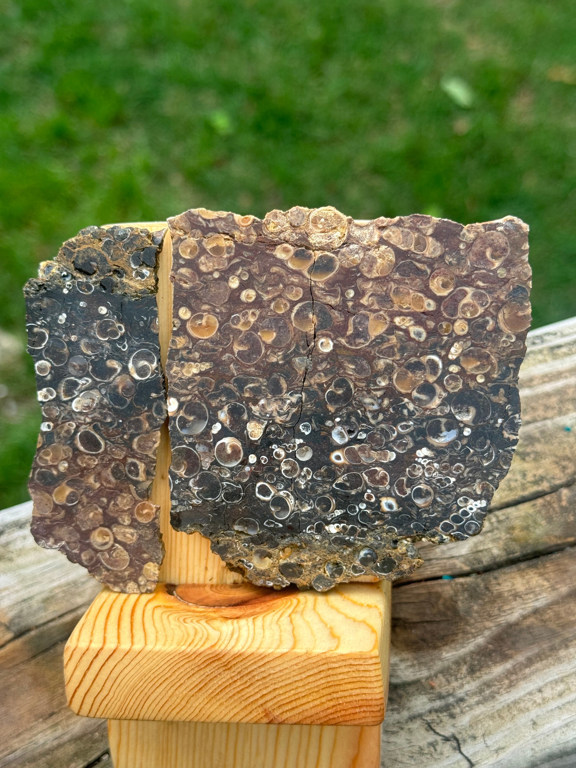 Turritella Agate rough, Unpolished, Specimen, Lapidary - Etsy