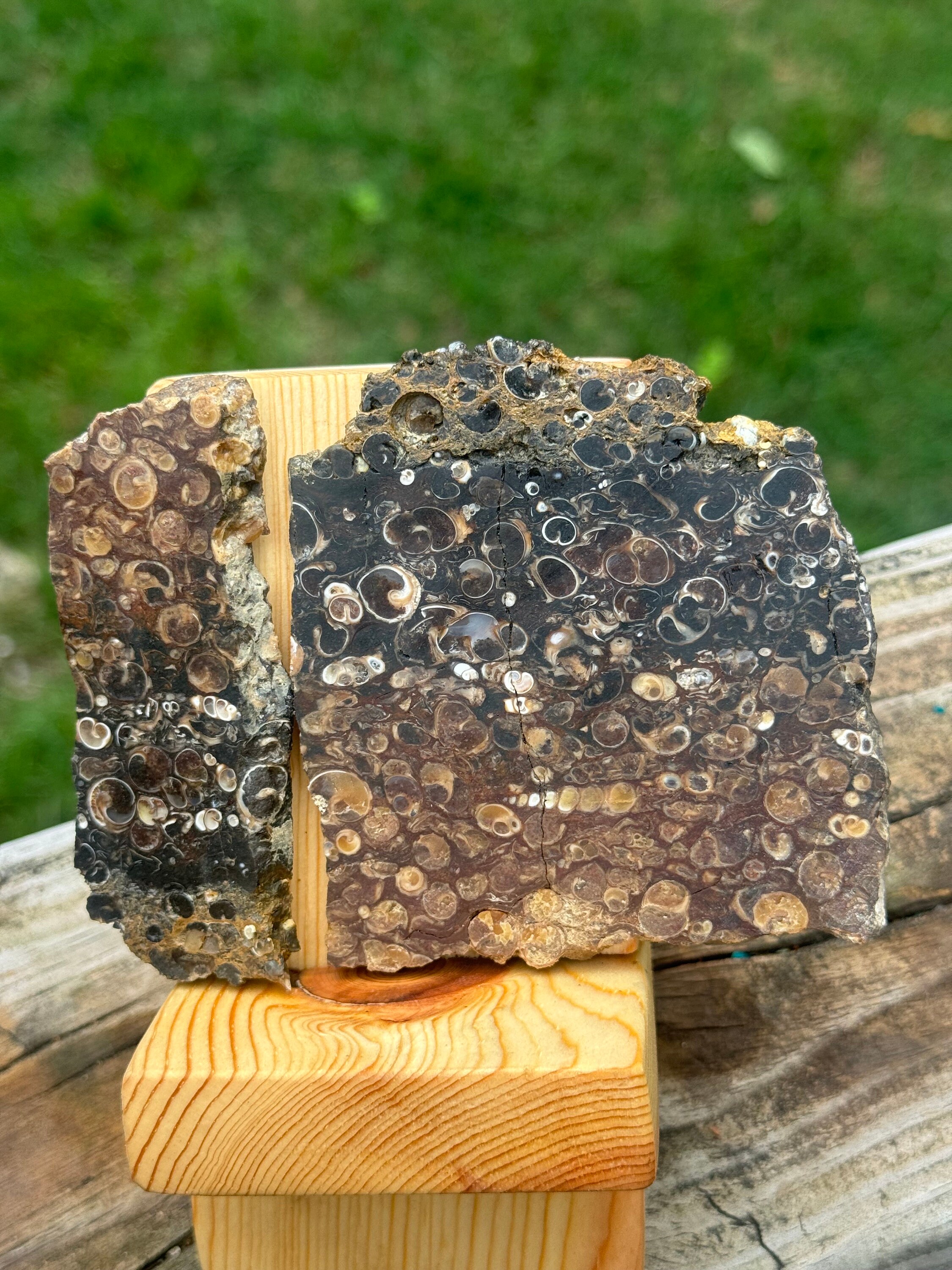 Turritella Agate rough, Unpolished, Specimen, Lapidary - Etsy