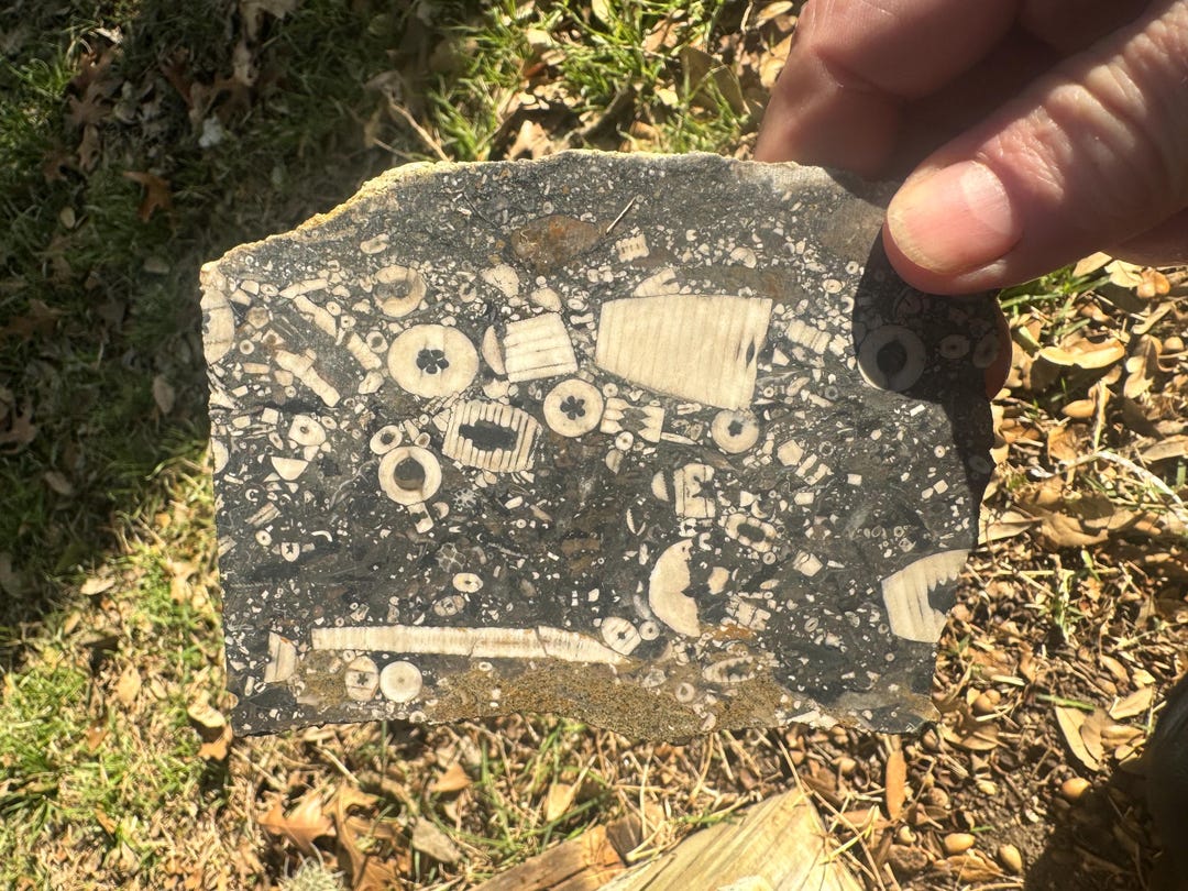 Fossil Soup - Crinoid Stem Conglomerate (rough, Unpolished, Slab ...