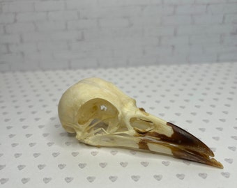 Four Genuine English Carrion Crow Feet With a Few Crow Feathers - Etsy