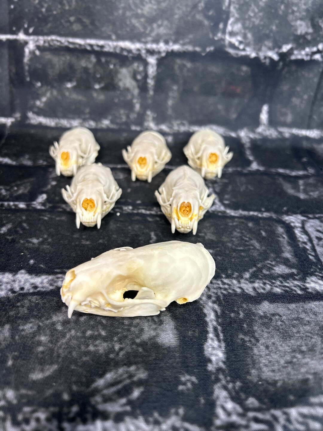 Grade A Real Mink Skull Real Animal Bone - Etsy