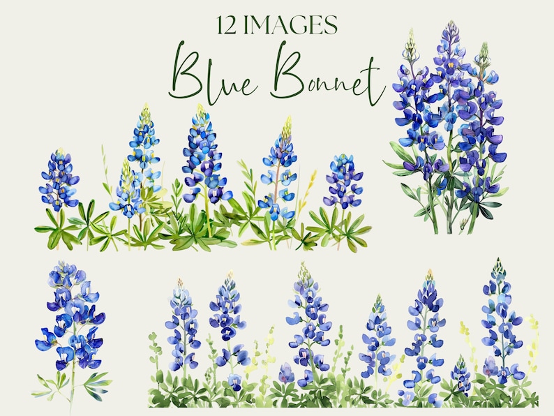 Clipart Bluebonnet. Texas Bluebonnets State Flower Watercolor Graphics ...