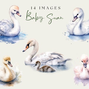 Baby Swan Clipart. Watercolor PNG Image. Nursery Wall Art. Woodland ...