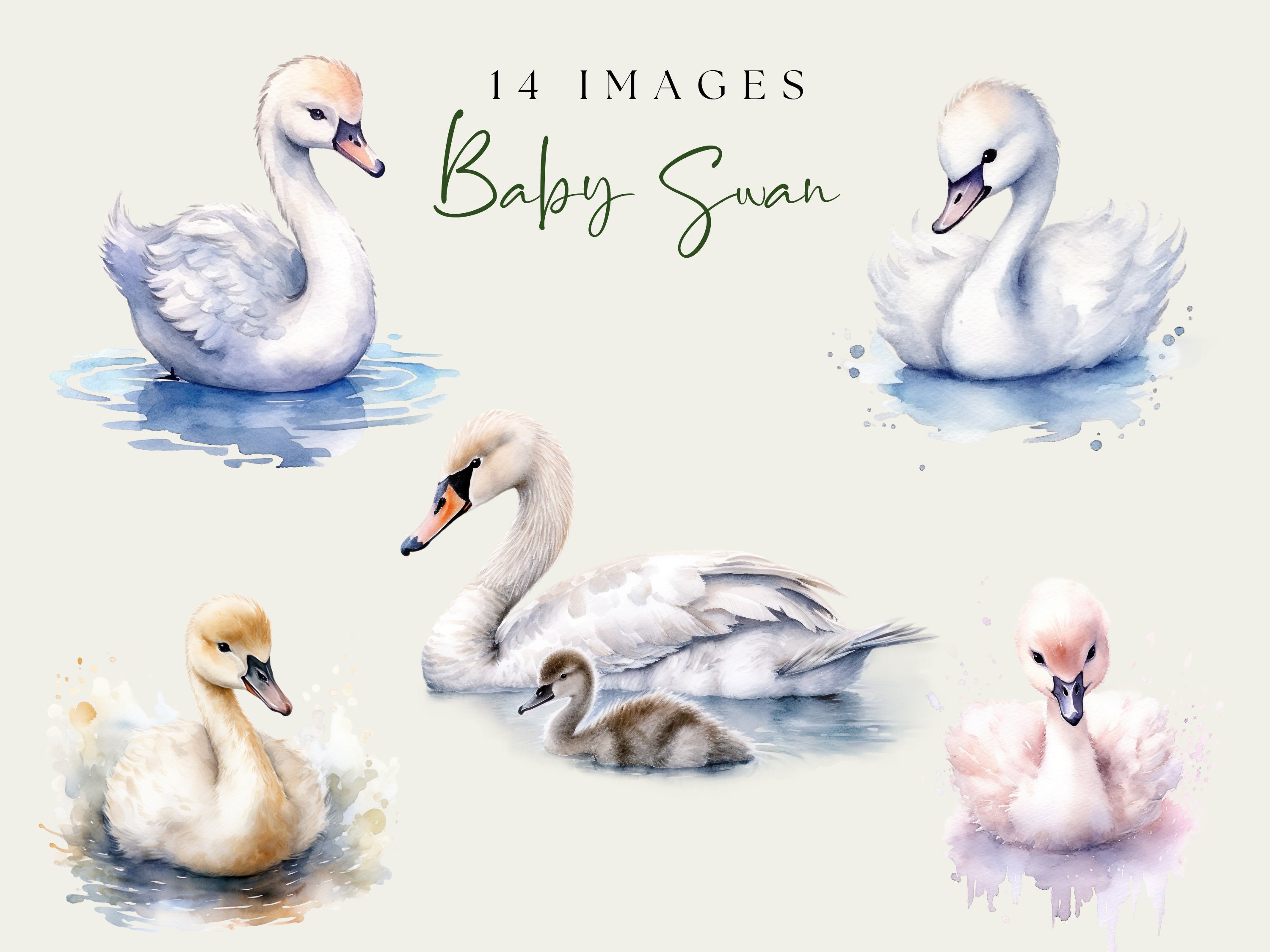 Baby Swan Clipart. Watercolor PNG Image. Nursery Wall Art. Woodland ...