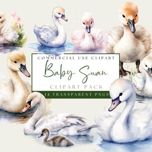 Baby Swan Clipart. Watercolor PNG Image. Nursery Wall Art. Woodland ...