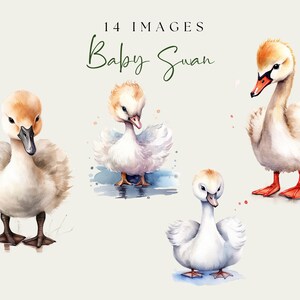 Baby Swan Clipart. Watercolor PNG Image. Nursery Wall Art. Woodland ...