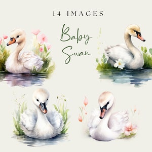 Baby Swan Clipart. Watercolor PNG Image. Nursery Wall Art. Woodland ...