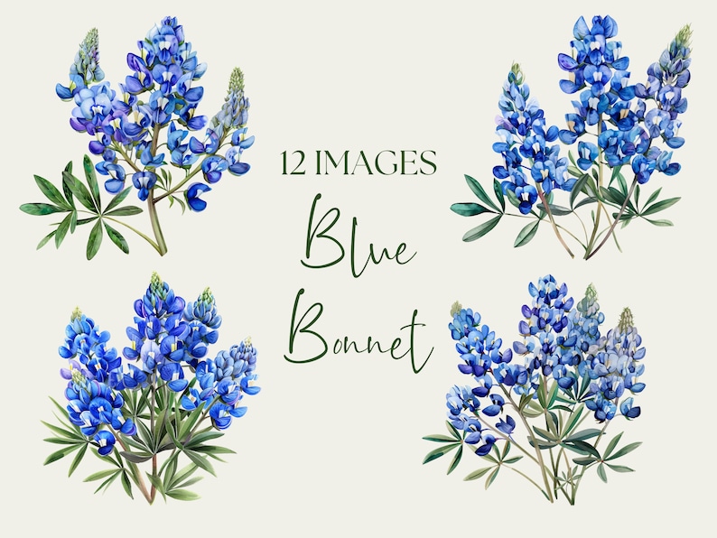 Clipart Bluebonnet. Texas Bluebonnets State Flower Watercolor Graphics ...