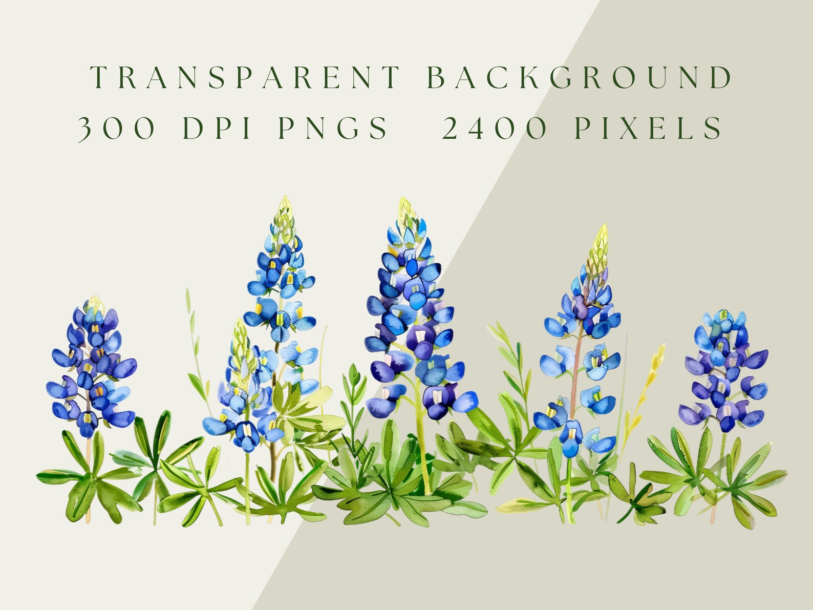Clipart Bluebonnet. Texas Bluebonnets State Flower Watercolor Graphics ...