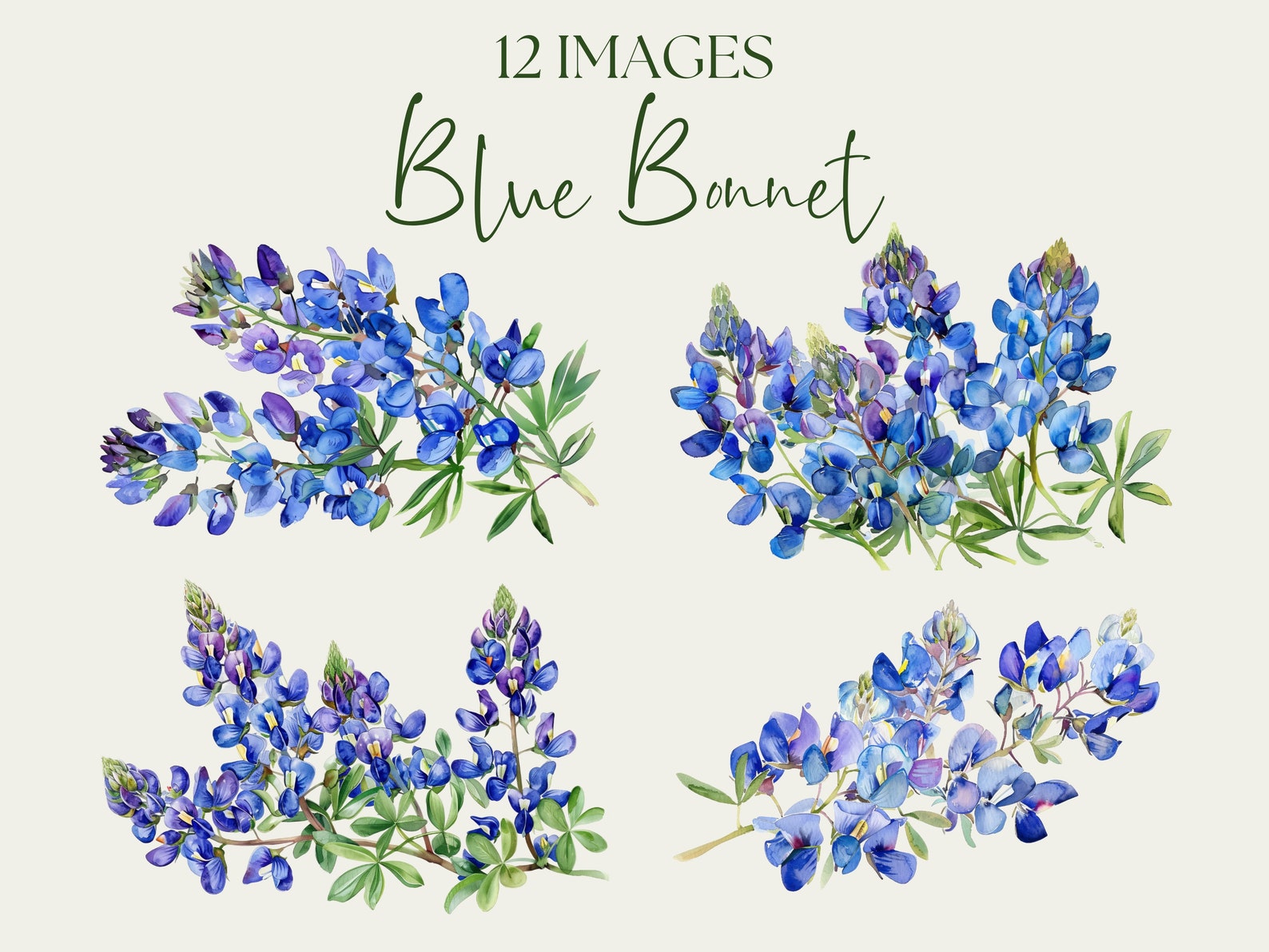 Clipart Bluebonnet. Texas Bluebonnets State Flower Watercolor Graphics ...