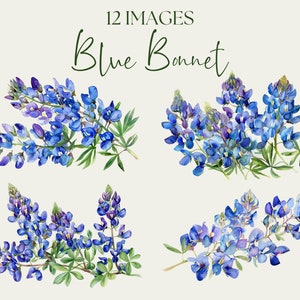 Clipart Bluebonnet. Texas Bluebonnets State Flower Watercolor Graphics ...
