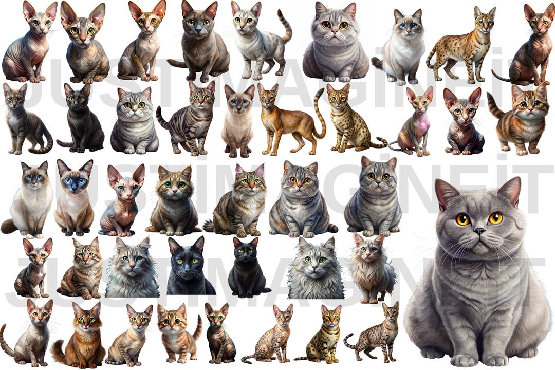 Cat Breeds Clipart Bundle, Cats Clipart, Pet Animals Clipart ...