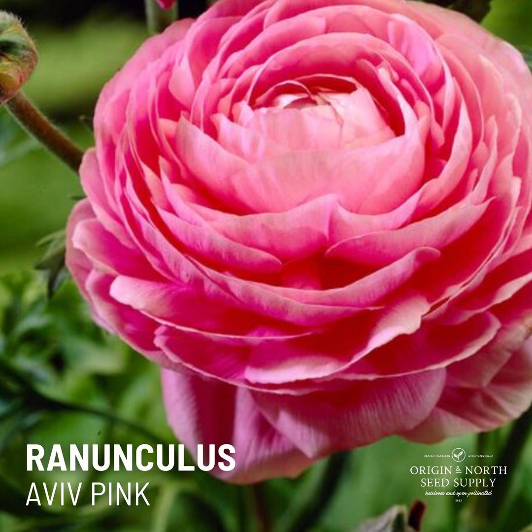 Aviv Pink Ranunculus Corms, Cut Flower Seeds - Etsy