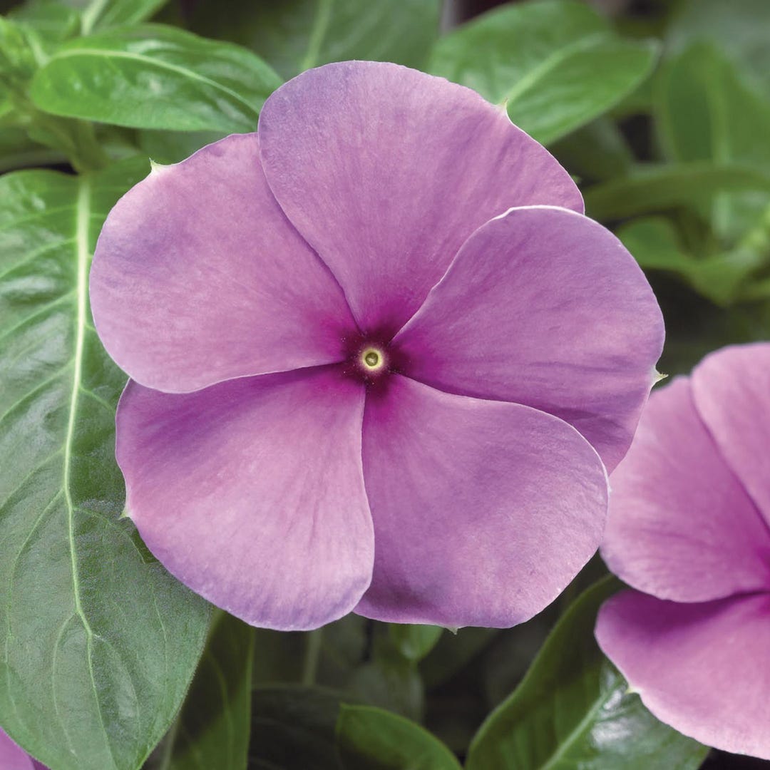 Vinca Sunstorm Purple X 25 Seeds - Etsy