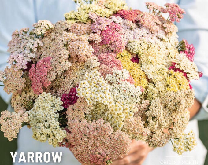 Favorite Berries Yarrow Mix - 50 Seeds, Heirloom Flower Seeds - Etsy