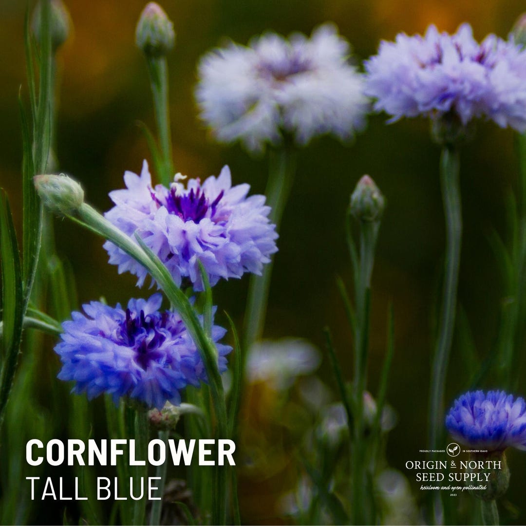 Bachelor Button Tall Blue X 50 Seeds - Etsy