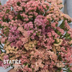 Statice QIS Apricot X 50 Seeds - Etsy