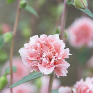 Clarkia Enchantress X 25 Seeds - Etsy