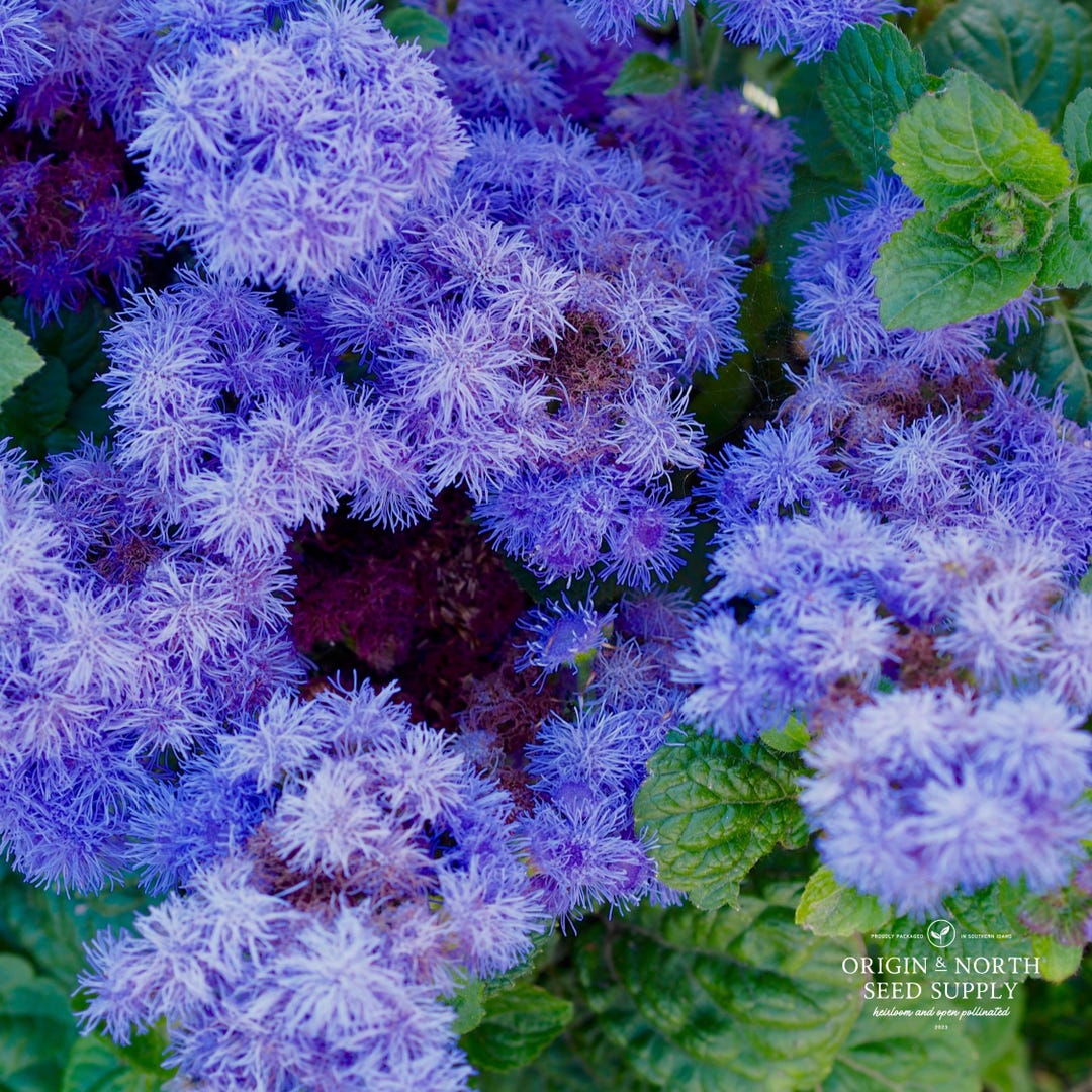 Ageratum Blue X 50 Seeds - Etsy