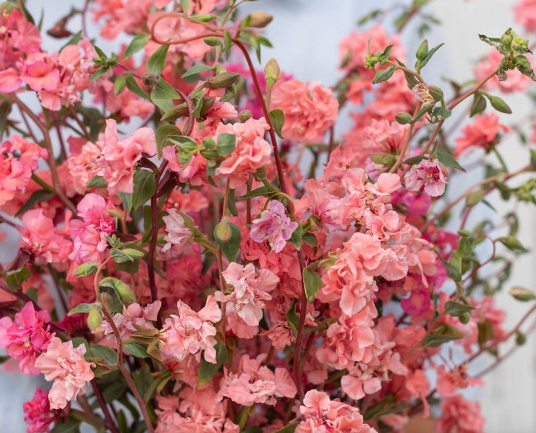 25 Elegant Salmon Clarkia Seeds, Heirloom Flower Seeds - Etsy