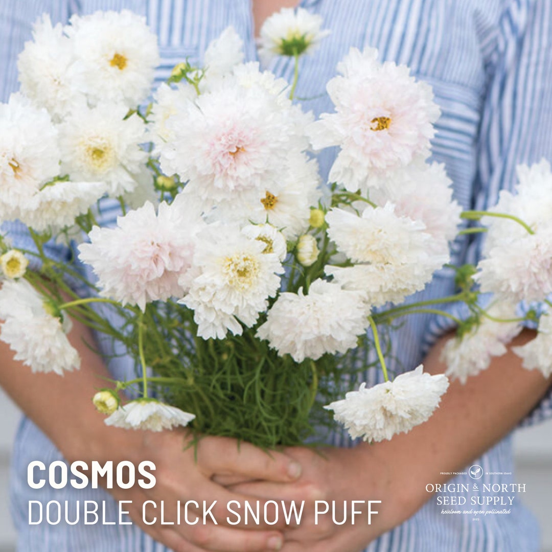 Cosmos Double Click Snow Puff X 25 Seeds - Etsy