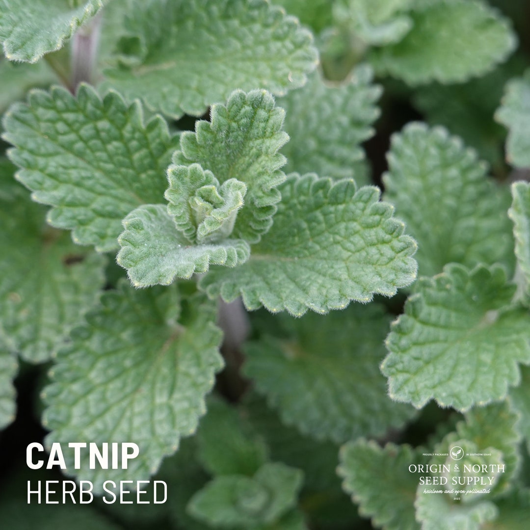 Catnip, Common - 200 Seeds - Heirloom Herb Seeds - Etsy
