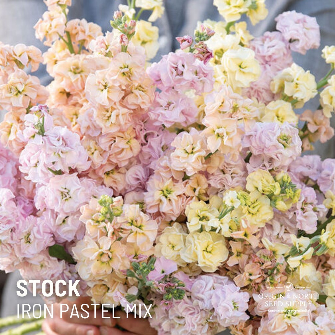 Stock Iron Pastel Mix X 25 Seeds - Etsy