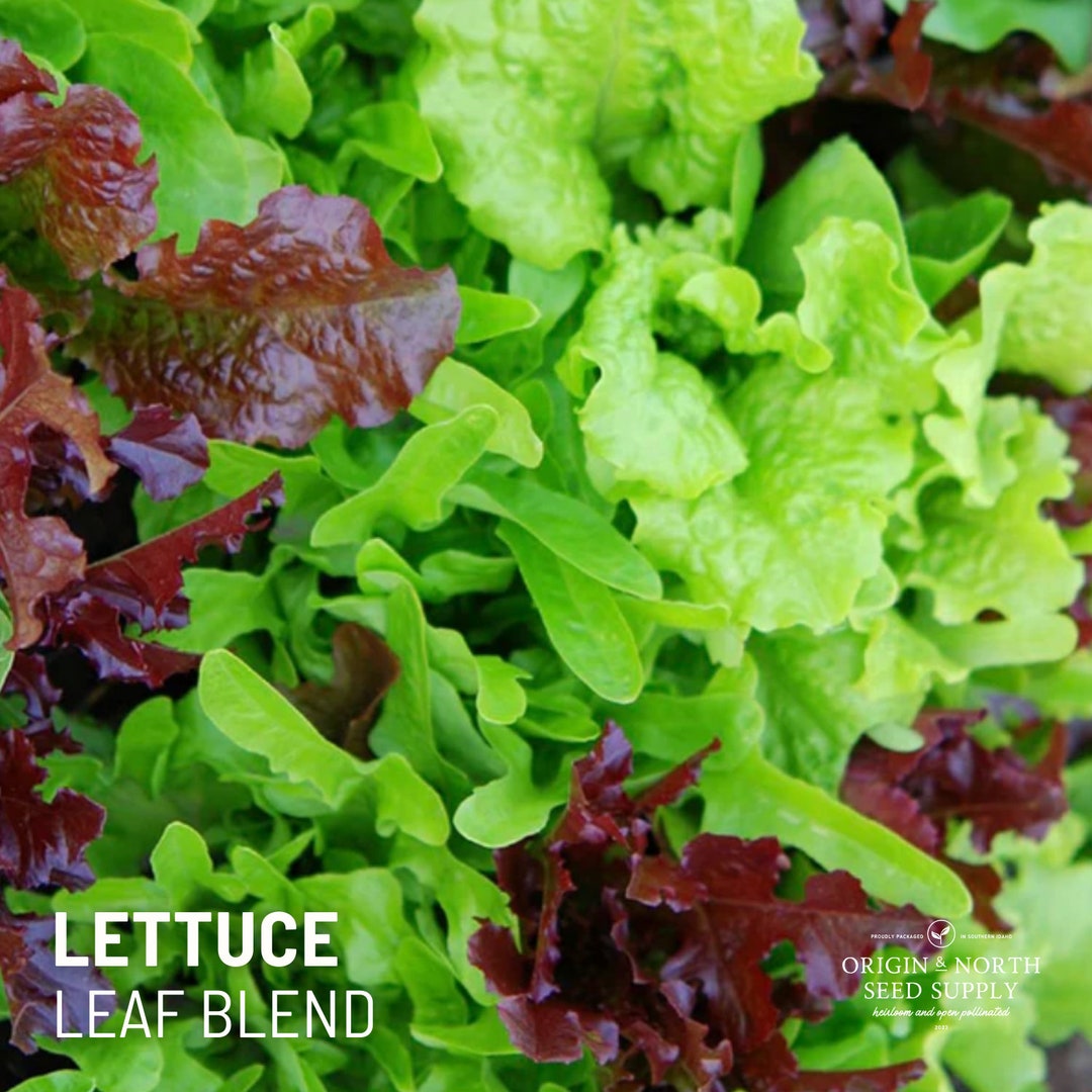 Lettuce Leaf Blend X 200 Seeds - Etsy