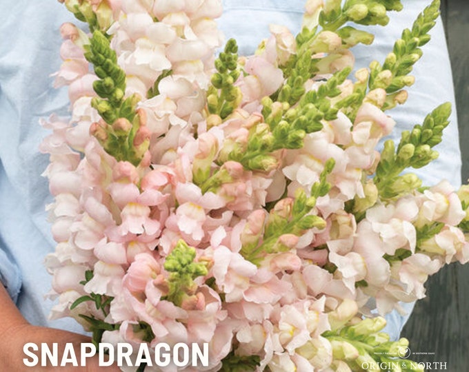 Costa Silver Snapdragon Seeds, Costa Silver F1 Snapdragons // Open ...