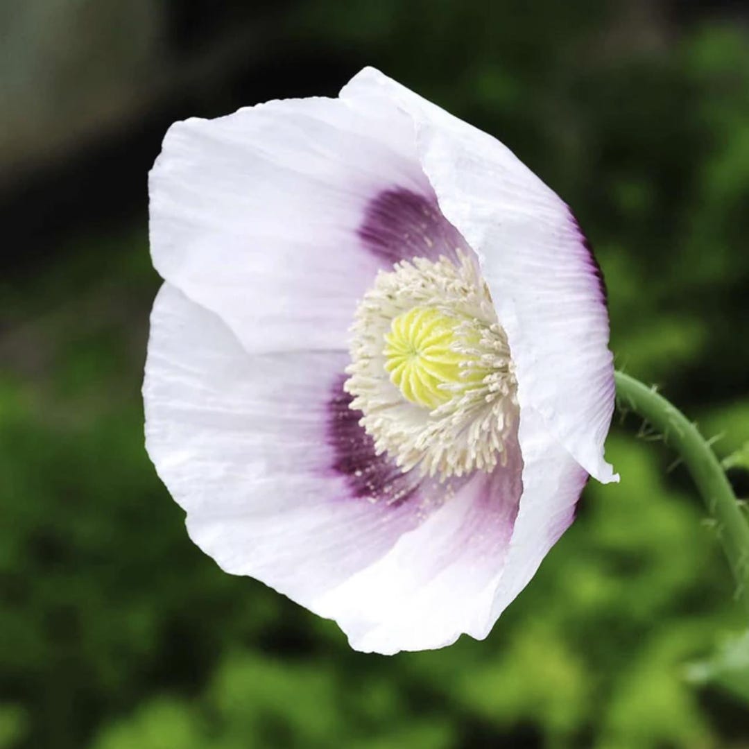 Poppy Blue Moon X 100 Seeds - Etsy