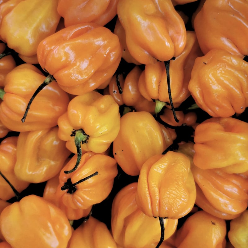 originandnorth - Etsy