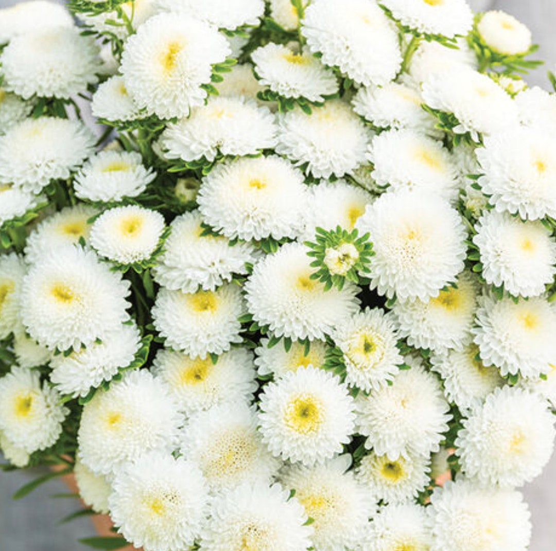 25 Bonita White China Aster Seeds, Heirloom Flower Seeds - Etsy